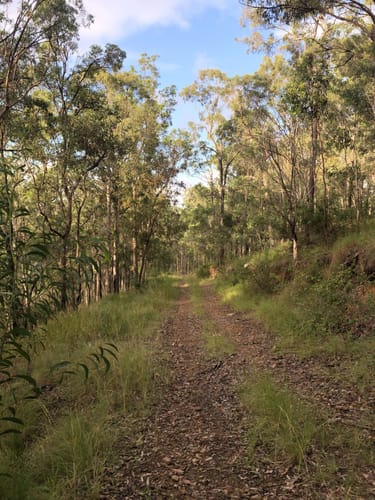 2023 Best Walking Trails in Lower Beechmont Conservation Area | AllTrails