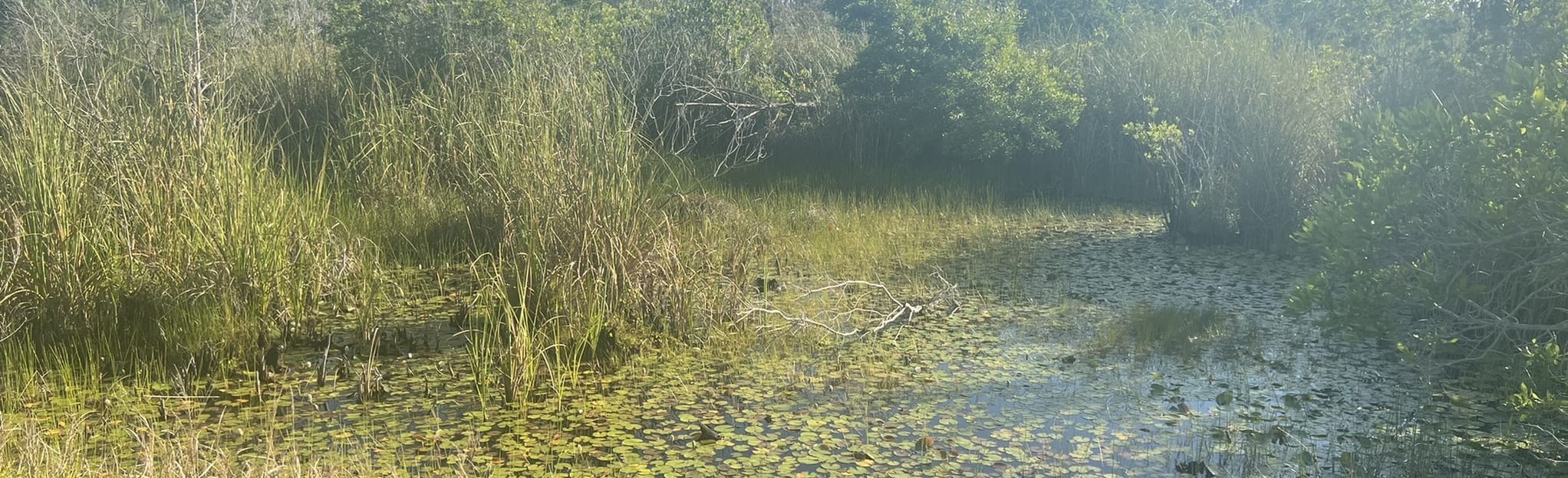 Alligator Marsh, Bobcat Branch and Tallow Trail: 38 Reviews, Map ...