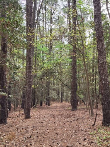 Best Hikes and Trails in Magothy Bay Natural Area Reserve | AllTrails