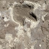 Picketwire Canyon Trail, Colorado - 228 Reviews, Map | AllTrails