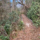 Neusiok Trail, North Carolina - 92 Reviews, Map | AllTrails
