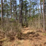 Neusiok Trail, North Carolina - 92 Reviews, Map | AllTrails