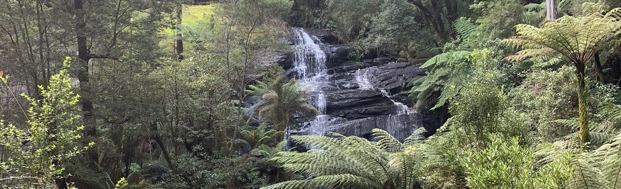 Triplet Falls Loop, Victoria, Australia - 111 Reviews, Map | AllTrails