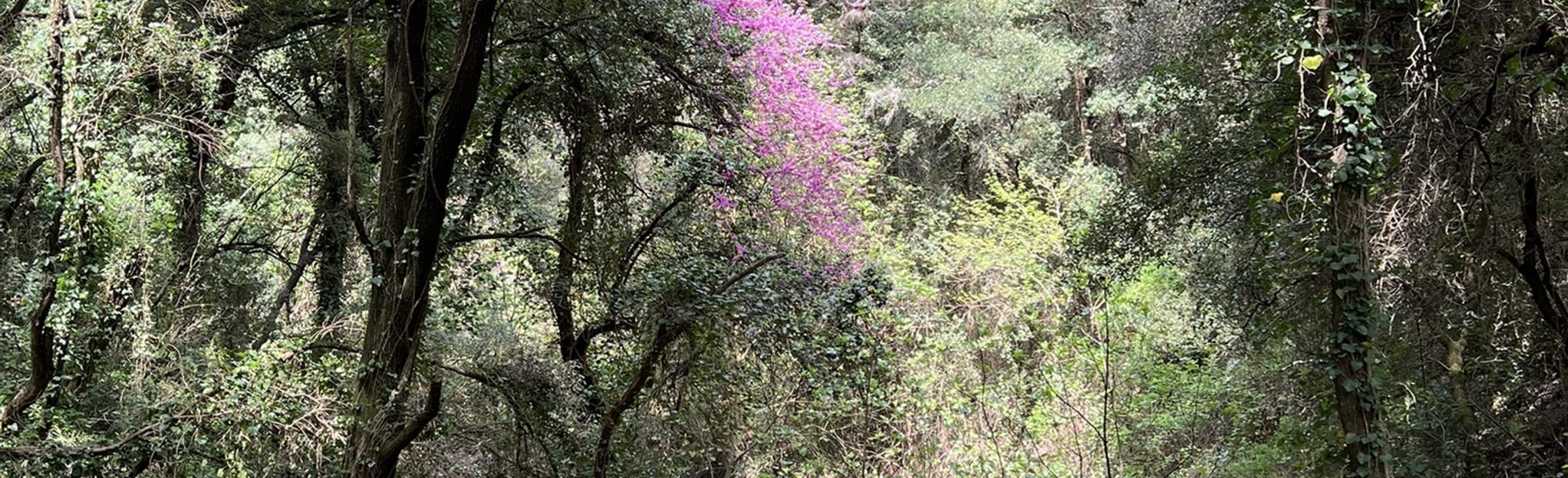 Nymphes Waterfalls Loop - Corfu, Greece | AllTrails