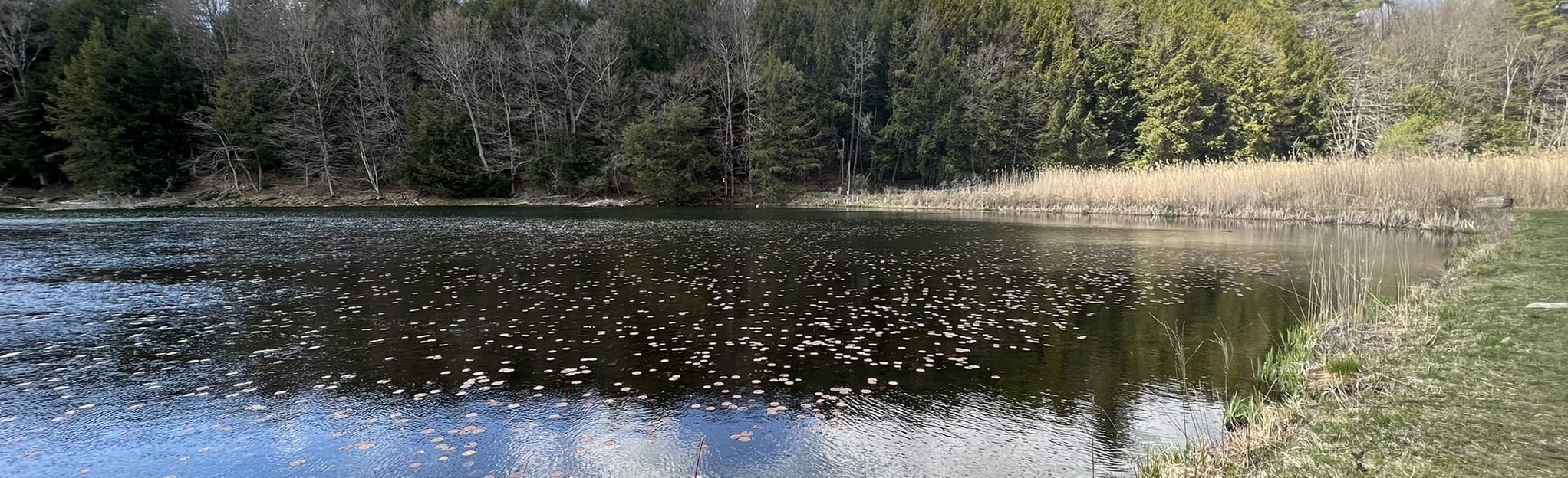 Paradise Park Loop: 159 Reviews, Map - Vermont | AllTrails