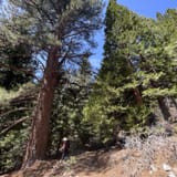 Eagle Ridge Trail, Nevada - 605 Reviews, Map | AllTrails