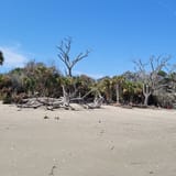 Botany Bay Beach Walk, South Carolina - 169 Reviews, Map | AllTrails