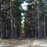 Tokai Forest Walk, Western Cape, South Africa - 229 Reviews, Map ...