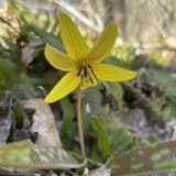 Wheelock Trail, New Hampshire - 103 Reviews, Map | AllTrails