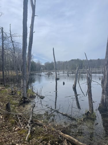 Best Hikes and Trails in Bear Swamp Preserve | AllTrails