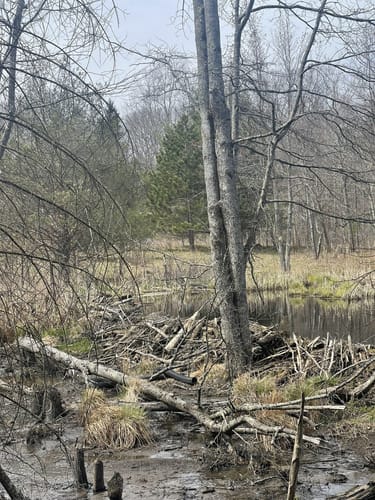 Best Hikes and Trails in Bear Swamp Preserve | AllTrails