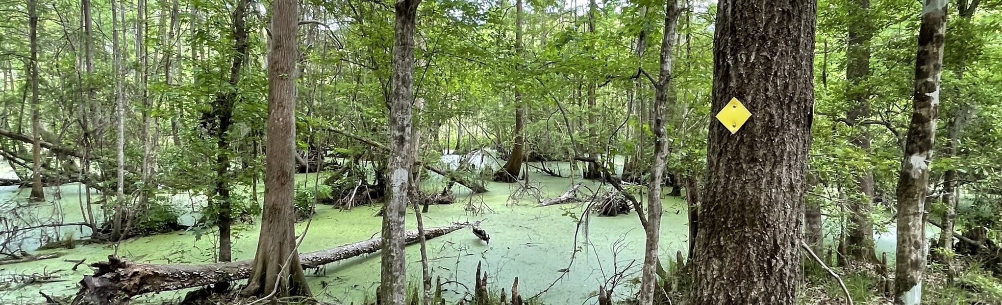 Wannamaker County Park Loop: 161 Reviews, Map - South Carolina | AllTrails