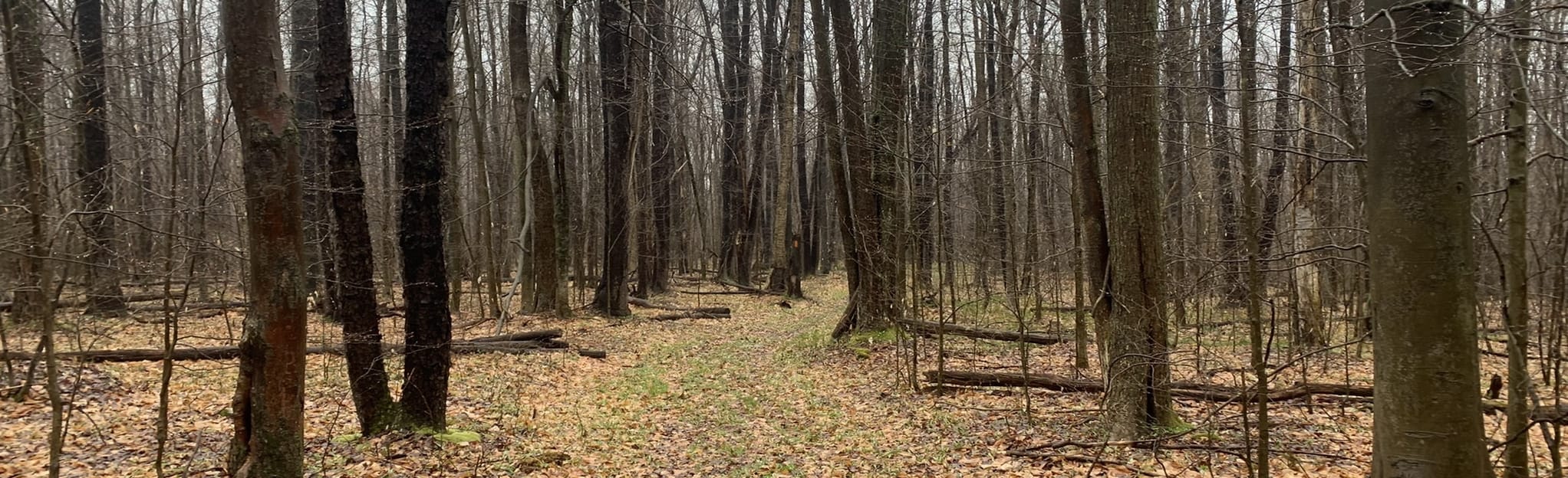 Lost Turkey Trail, Pennsylvania - 56 Reviews, Map | AllTrails