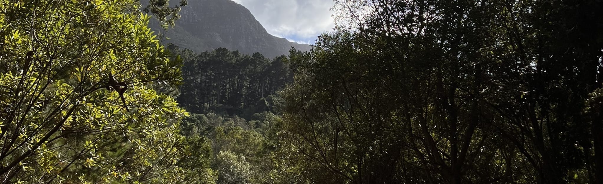 Newlands Forest Short Circuit, Western Cape, South Africa - 390 Reviews ...