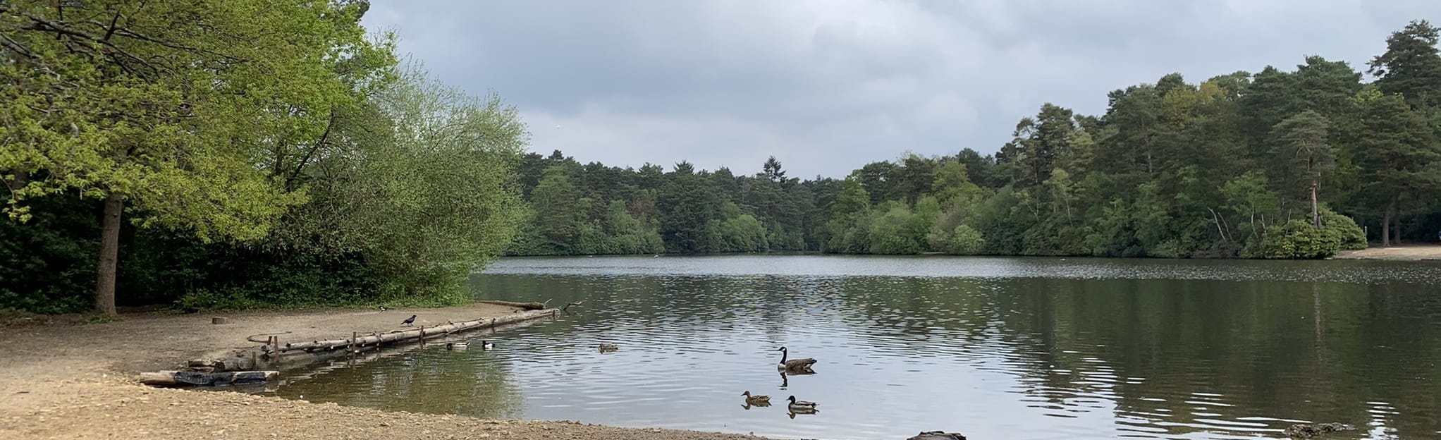 Hawley Common Circular: 7 Reviews, Map - Hampshire, England | AllTrails