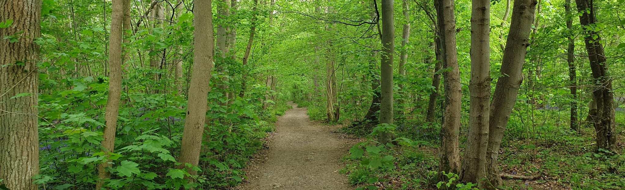 Gransden and Waresley Woods Circular: 87 Fotos - Cambridgeshire ...