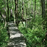 Neusiok Trail Northern Half, North Carolina - 168 Reviews, Map | AllTrails