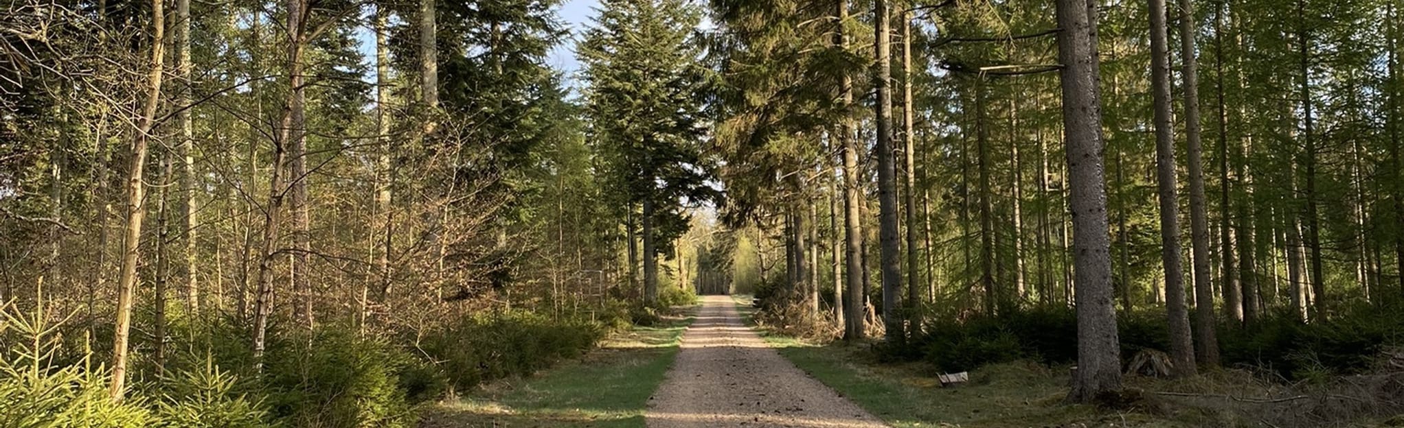 Nordre Feldborg Plantage - Rød Rute: 11 Reviews, Map - Central Denmark ...