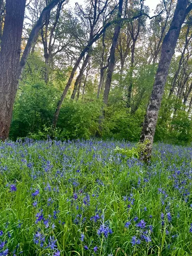 Best Hikes and Trails in Bush's Pasture Phillips Field Park | AllTrails