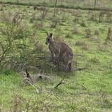 Westerfolds Park Circuit, Victoria, Australia - 393 Reviews, Map ...