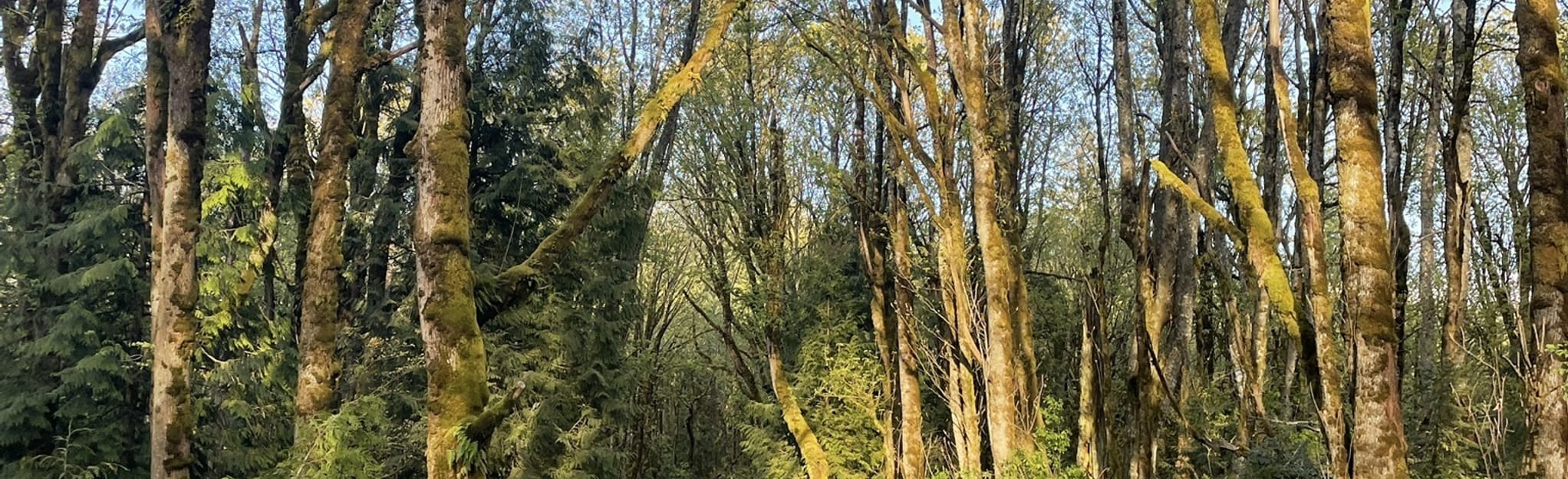 Forest Park Ridge Trail: 1018 Reviews, Map - Oregon | AllTrails