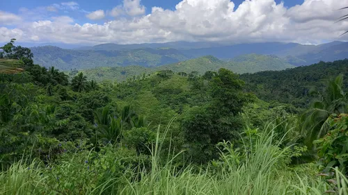 Best Forest Trails in Oriental Mindoro | AllTrails