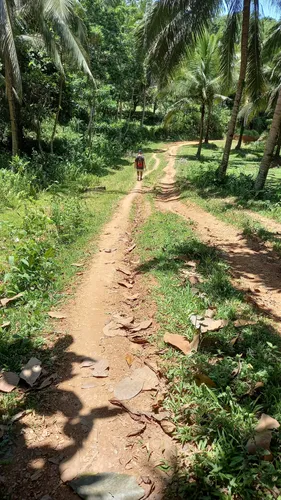 Best Forest Trails in Oriental Mindoro | AllTrails