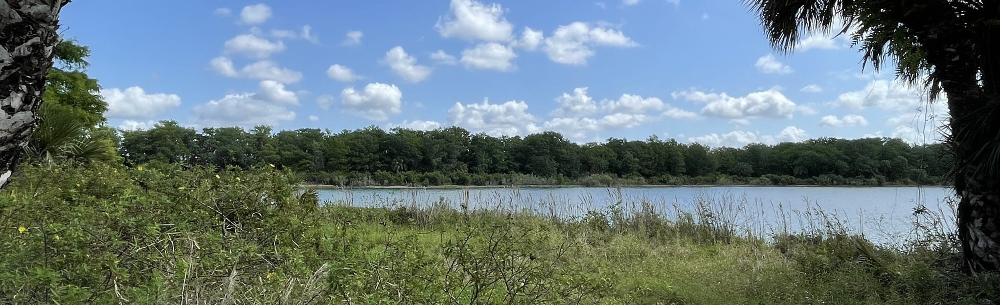 Crew Bird Rookery Swamp: 1.003 fotos - Flórida | AllTrails