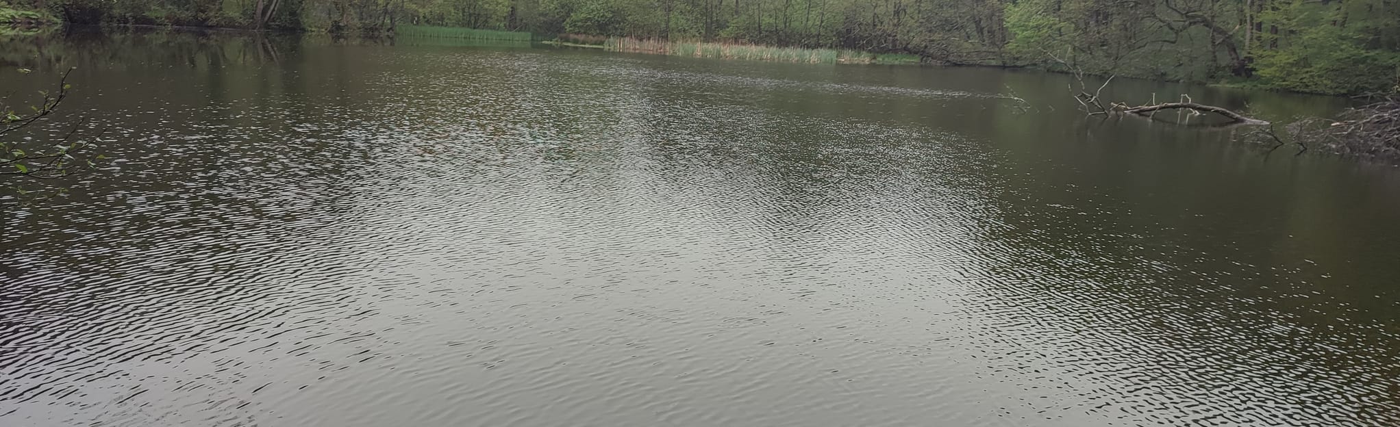 Bluebells and Woodland Delights from Cobble Hey: 31 Photos - Lancashire ...