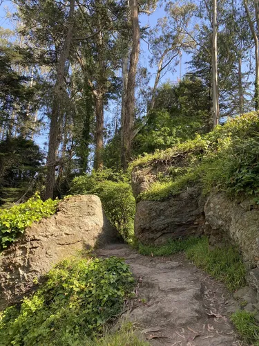 Best Hikes and Trails in Mount Sutro Open Space Reserve | AllTrails