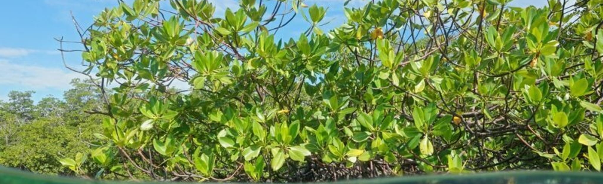 Tracking Mangrove Pahawang, Lampung, Indonesia - Map, Guide | AllTrails