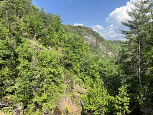 Best Forest Trails in Tallulah Gorge State Park | AllTrails