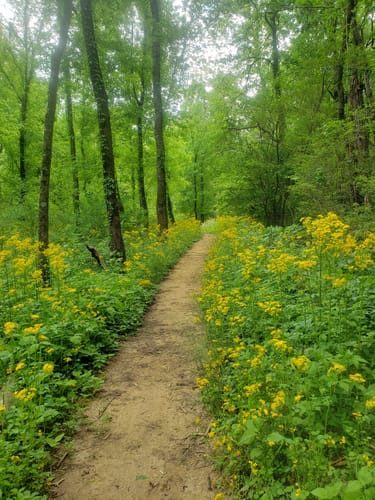 Best Hikes and Trails in Chapman Mountain Nature Preserve | AllTrails
