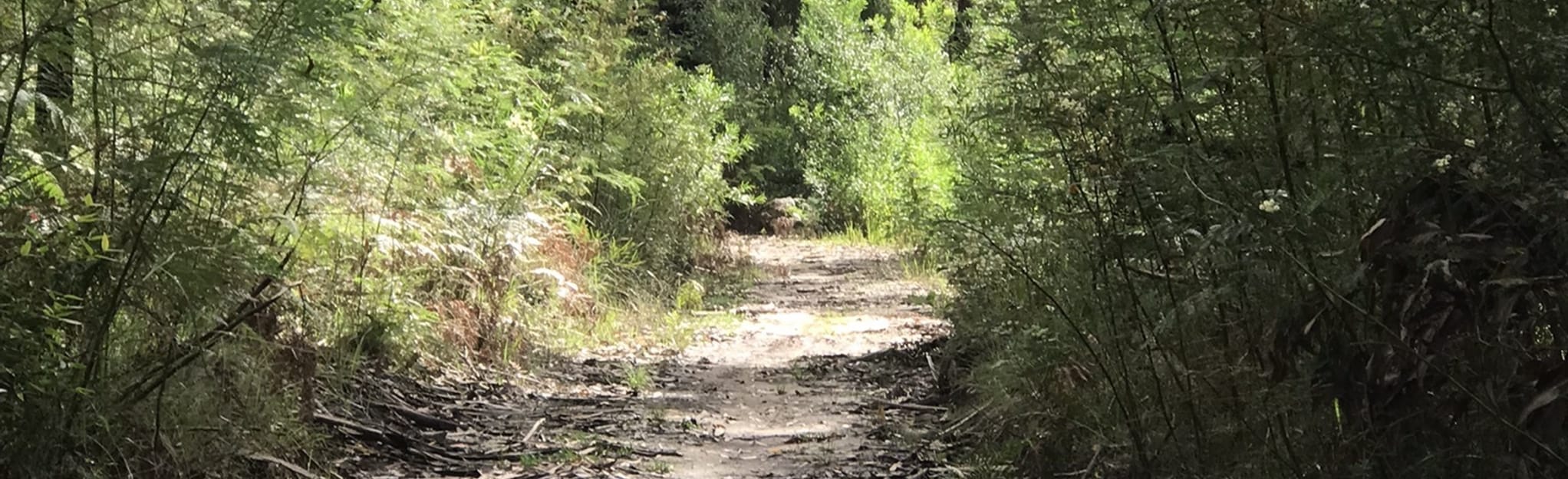 Tabourie Village Track to Termeil Lake: 10 foton – New South Wales ...