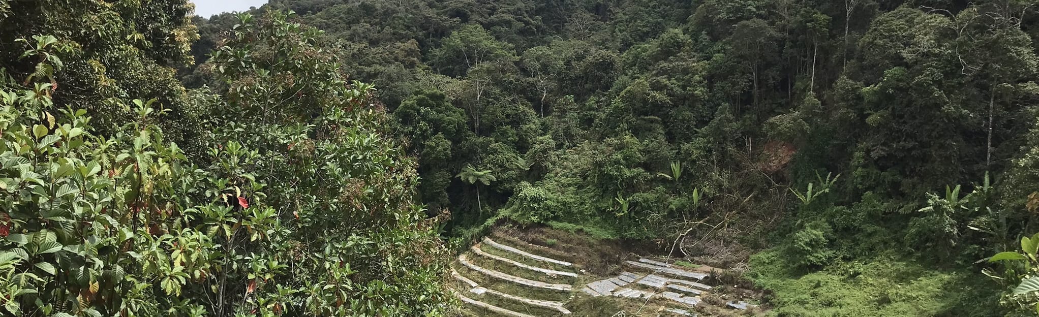 Cameron Highlands Trail 5: 27 Reviews, Map - Pahang, Malaysia | AllTrails