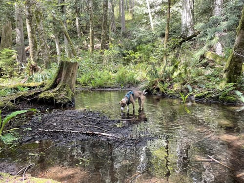 Best Hikes and Trails in Metchosin Wilderness Park | AllTrails