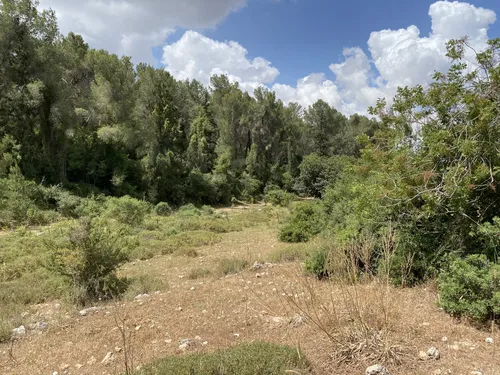 Best Hikes and Trails in Yishai Forest | AllTrails