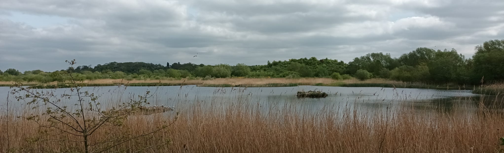 RSPB Middleton Lakes Circular: 69 foto's - Staffordshire, Engeland ...