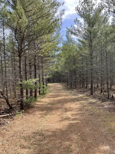 Best Hikes and Trails in Hartwick Pines State Park | AllTrails