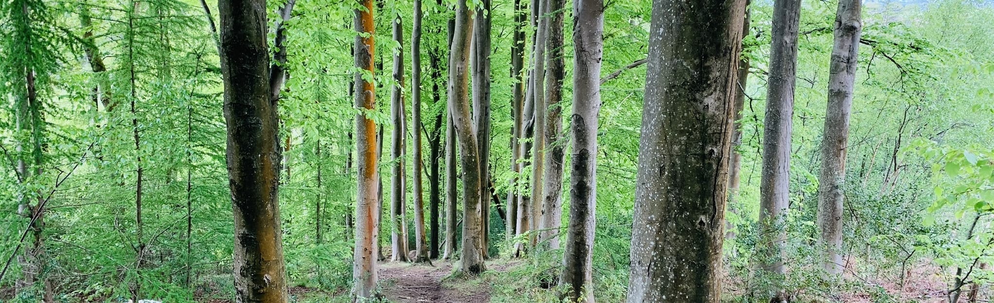 Coed Parc-y-Van Circular, Caerphilly, Wales - 21 Reviews, Map | AllTrails