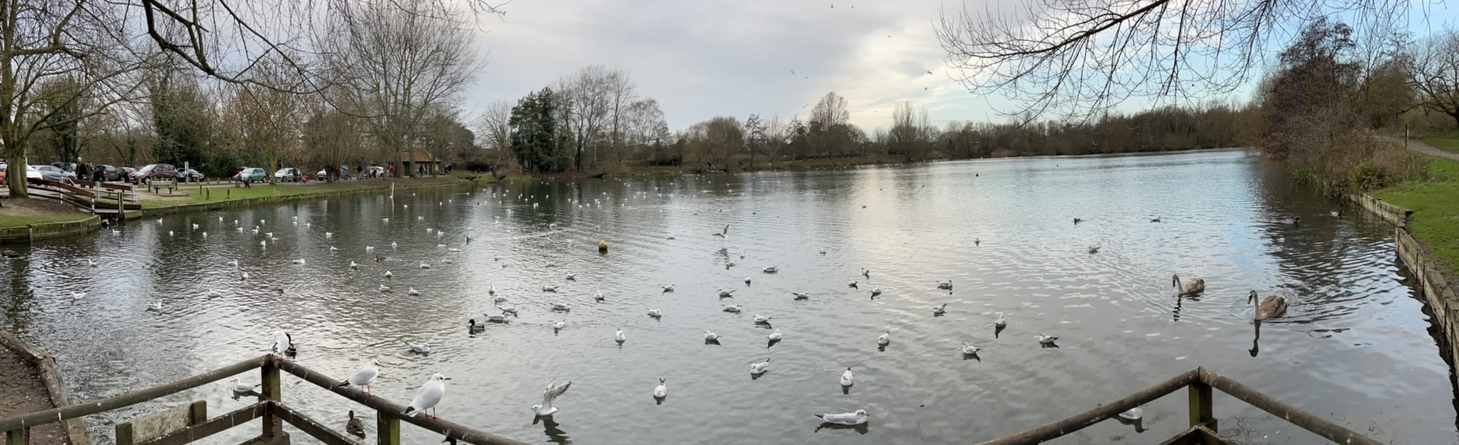 Needham Lakes Circular: 15 Fotos - Suffolk, England | AllTrails