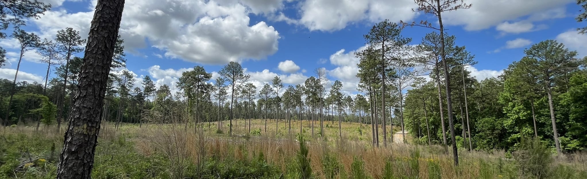 Firebreak Trail, Stewardship Trail, and Midlands Mountain Trail: 103 ...