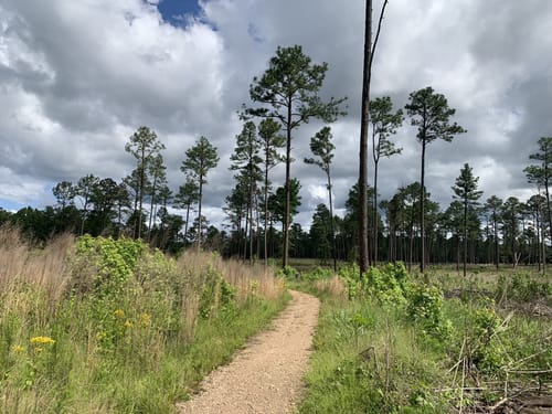 2023 Best trails in Harbison State Forest | AllTrails
