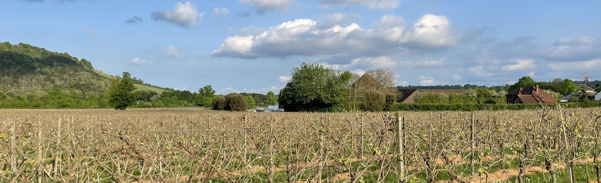 Norbury Park - Denbies Wine Estate | Map, Guide - Surrey, England ...
