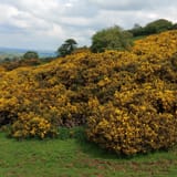 Burrough Hill and Leicestershire Circular Walk, Leicestershire, England ...