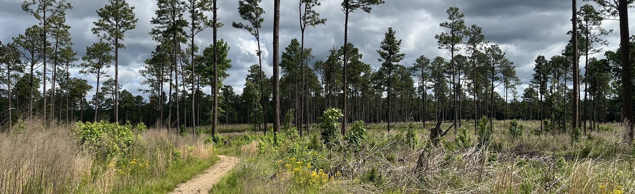 Firebreak Trail: 1154 Reviews, Map - South Carolina | AllTrails