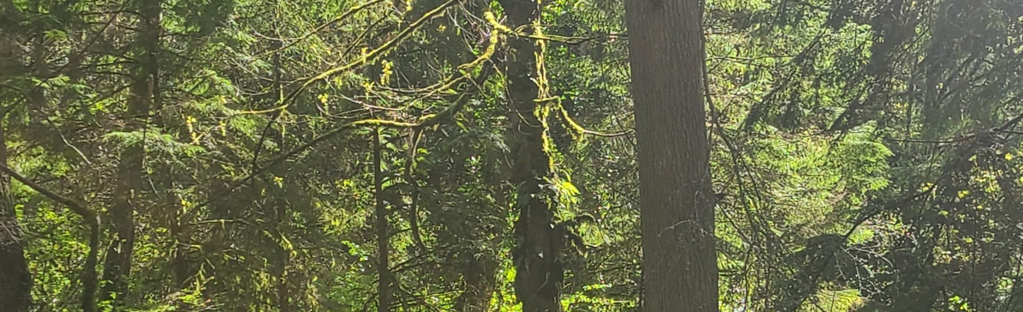 Seahurst Park Short Loop | Map, Guide - Washington | AllTrails