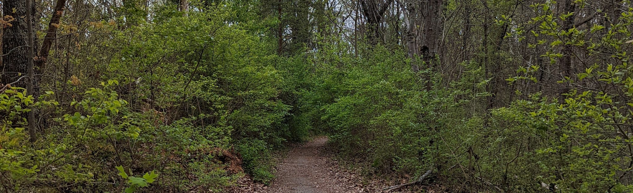 Stringers Ridge via Blue Trail, Tennessee - 1,712 Reviews, Map | AllTrails