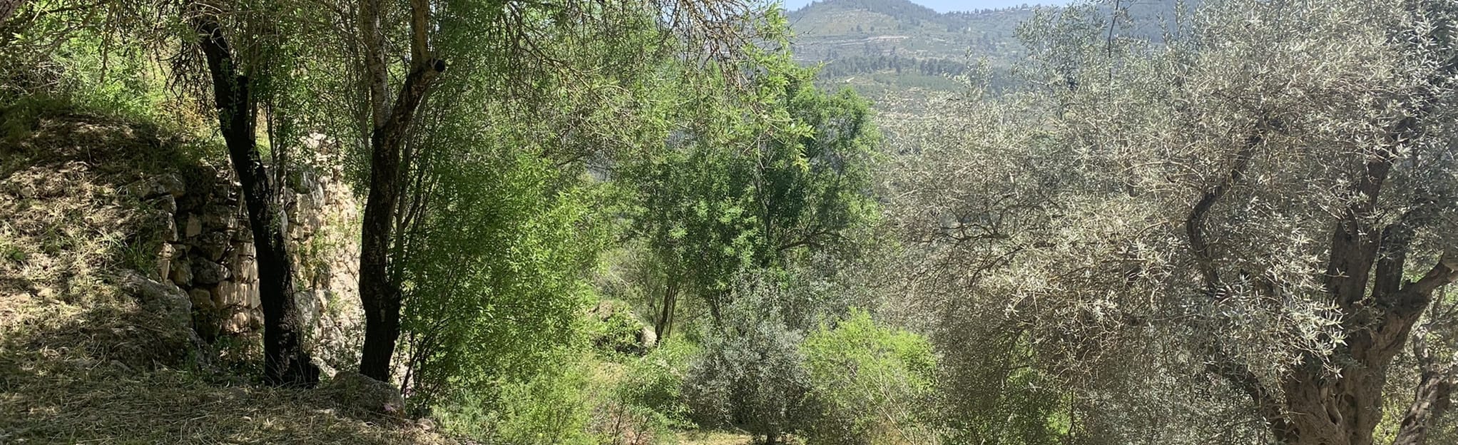 Sataf to Ein Karem, Jerusalem, Israel - 7 Reviews, Map | AllTrails