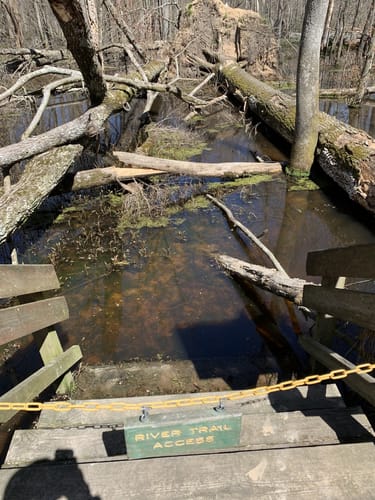 Best Hikes and Trails in Big Cypress Tree State Park | AllTrails